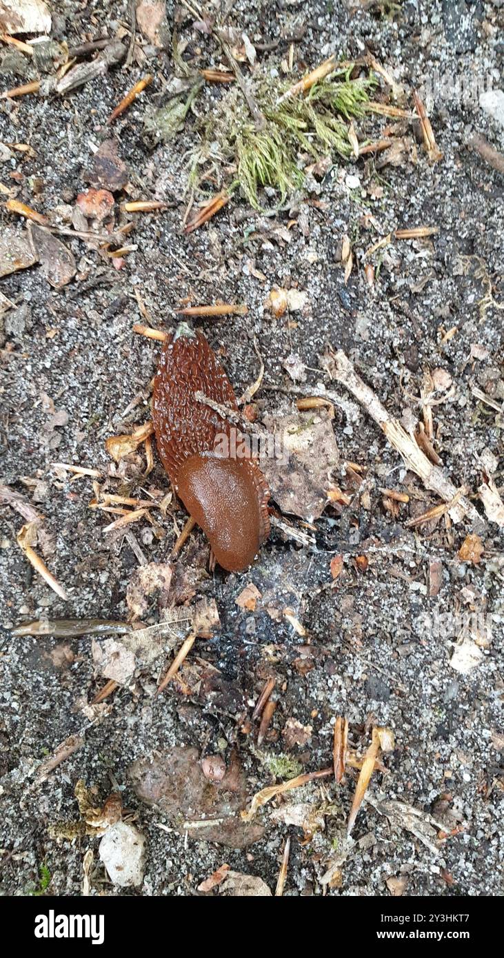 Spanish Slug (Arion vulgaris) Mollusca Stock Photo - Alamy