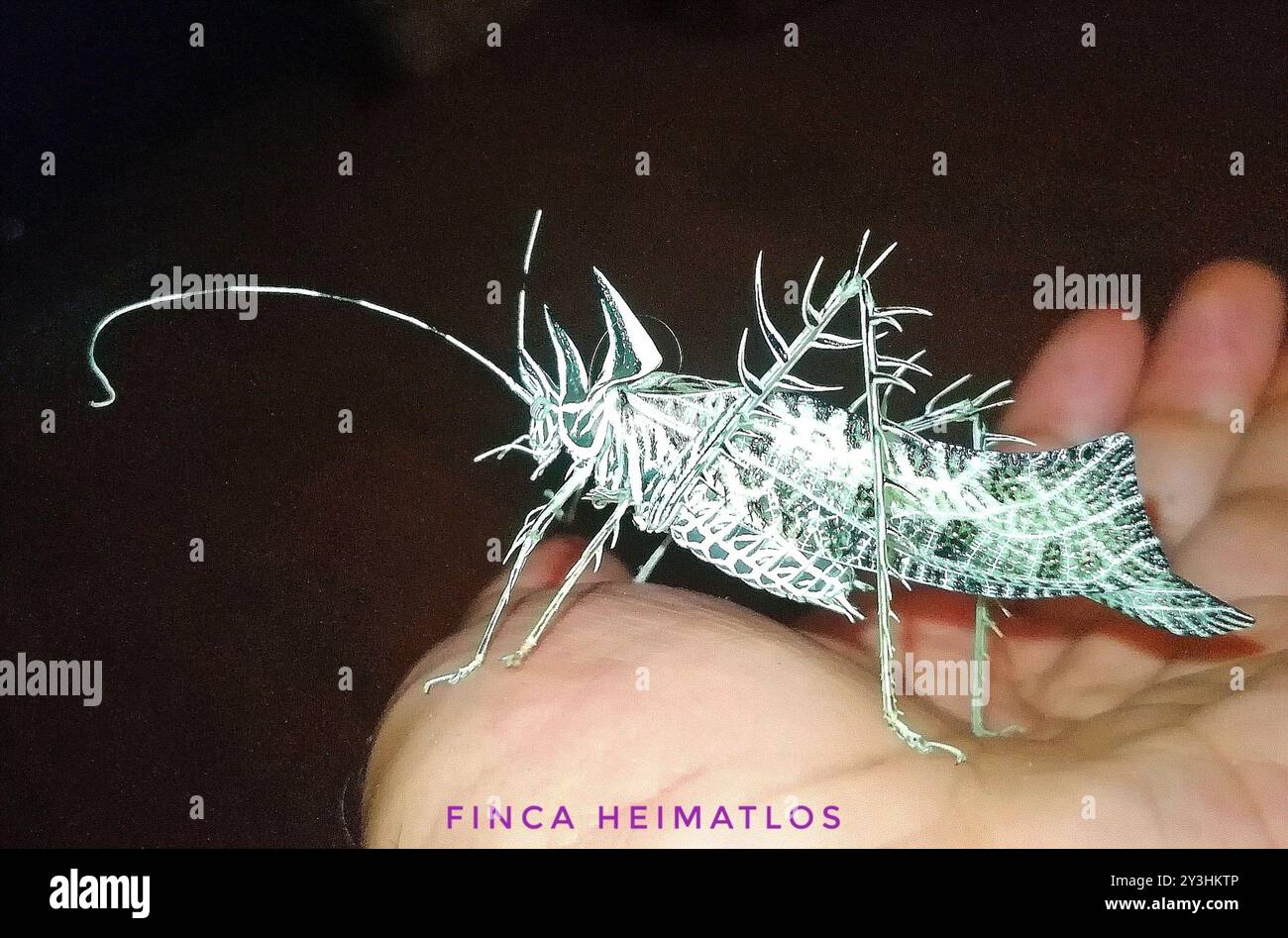 (Markia arizae) Insecta Stock Photo - Alamy