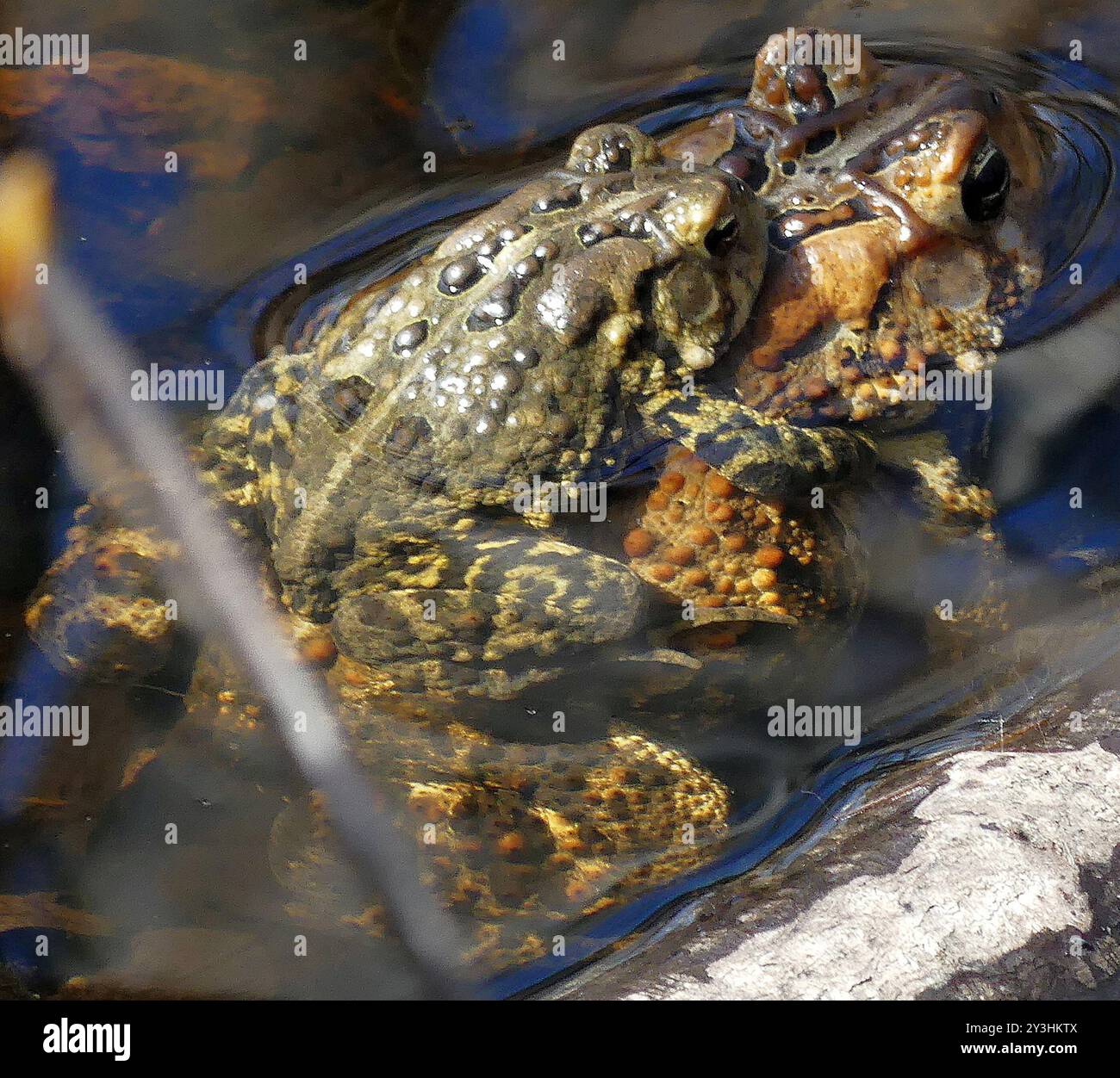 American Toad (Anaxyrus americanus) Amphibia Stock Photo - Alamy