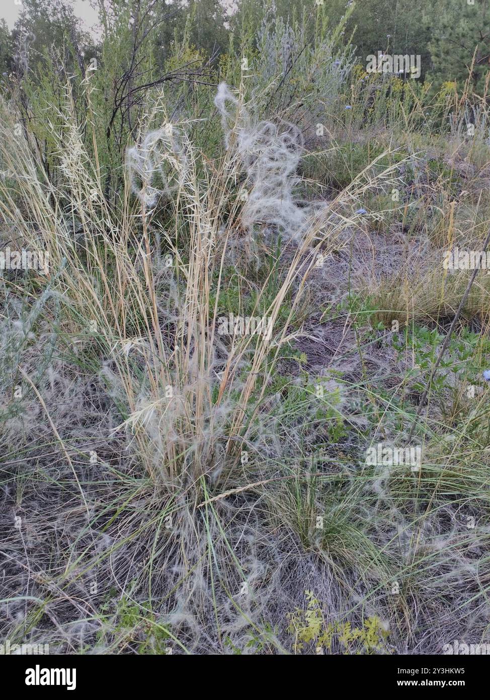 Needle Grasses (Stipa) Plantae Stock Photo - Alamy