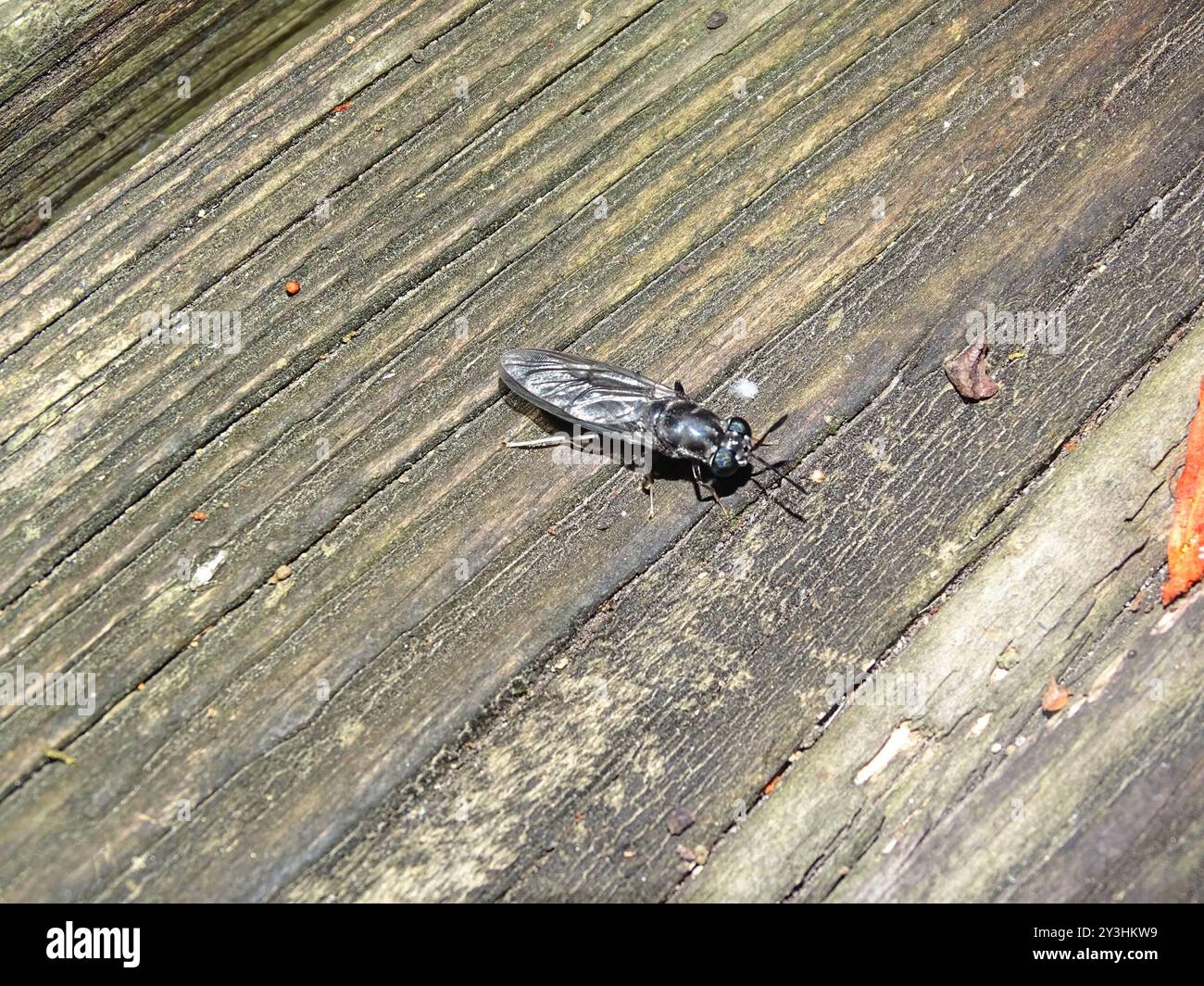 Black Soldier Fly (Hermetia illucens) Insecta Stock Photo - Alamy