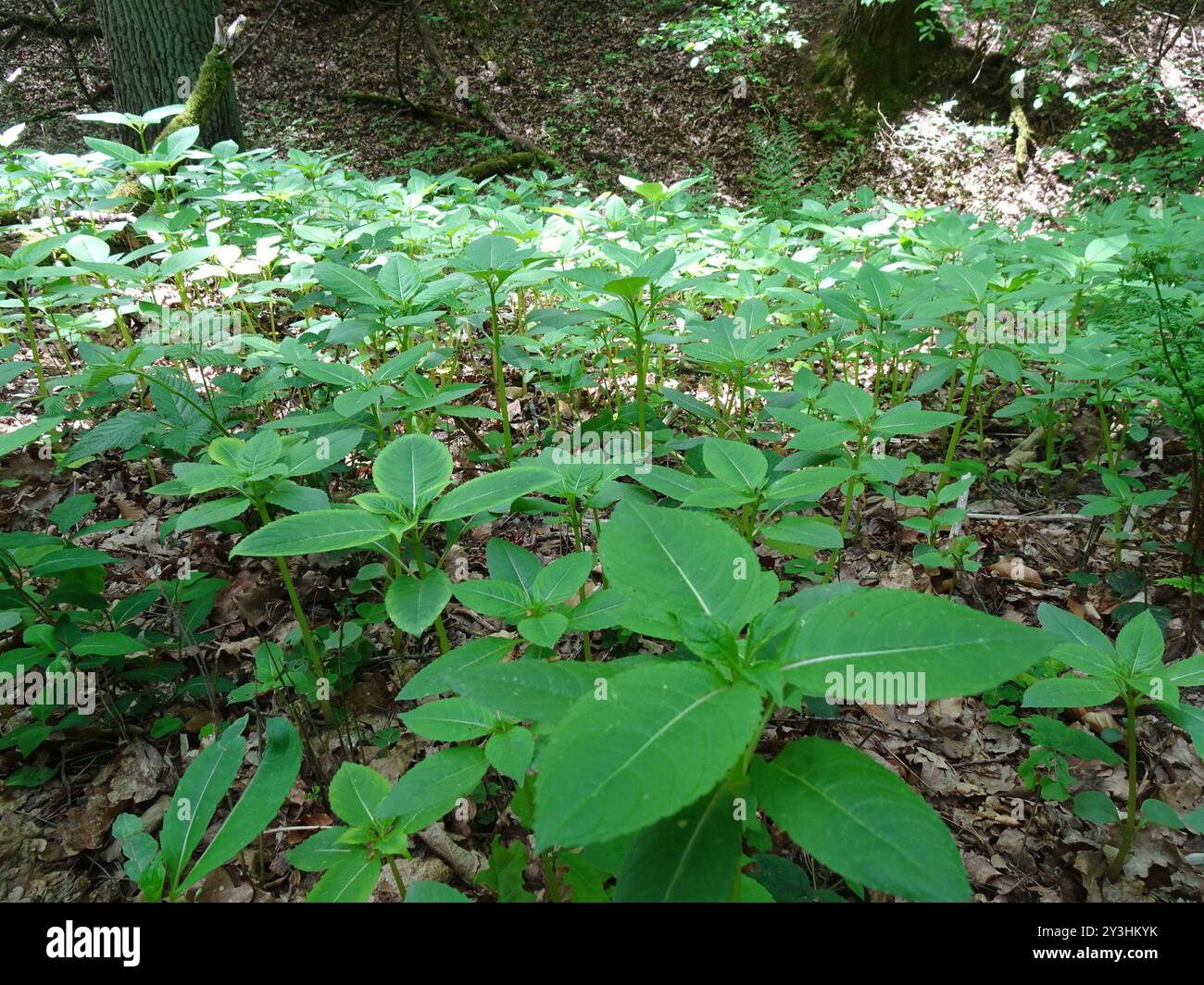small balsam (Impatiens parviflora) Plantae Stock Photo - Alamy