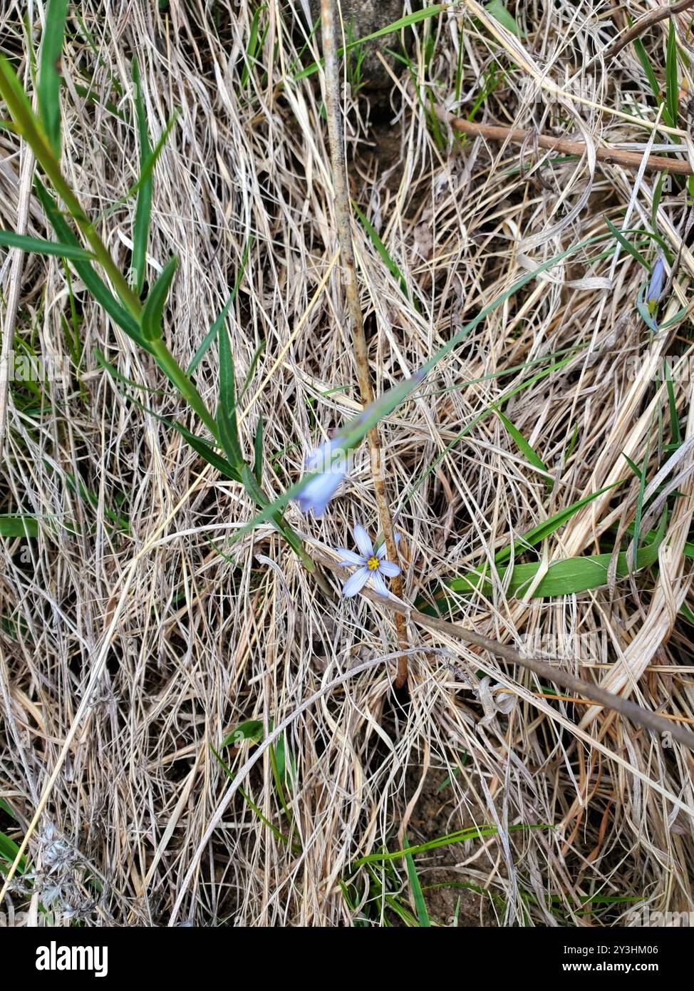 prairie blue-eyed grass (Sisyrinchium campestre) Plantae Stock Photo ...