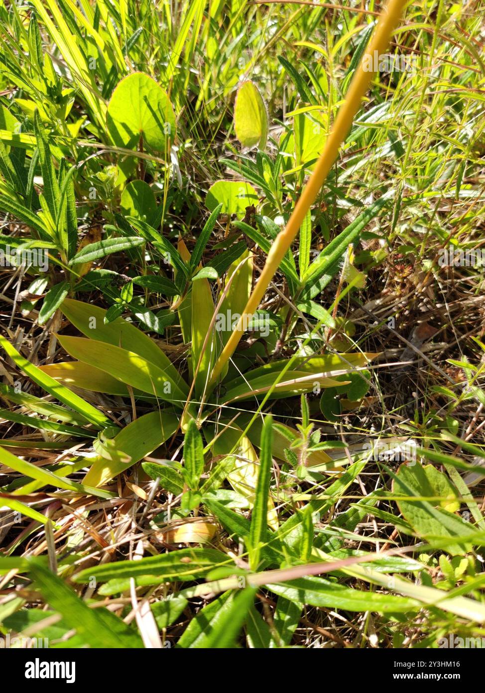 Yellow Colicroot (Aletris lutea) Plantae Stock Photo - Alamy
