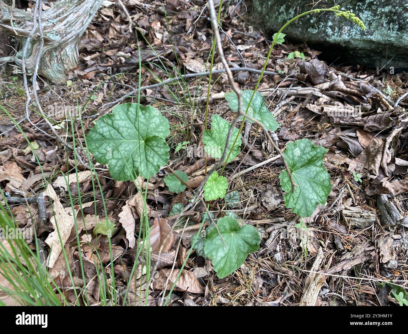 American alumroot (Heuchera americana) Plantae Stock Photo - Alamy