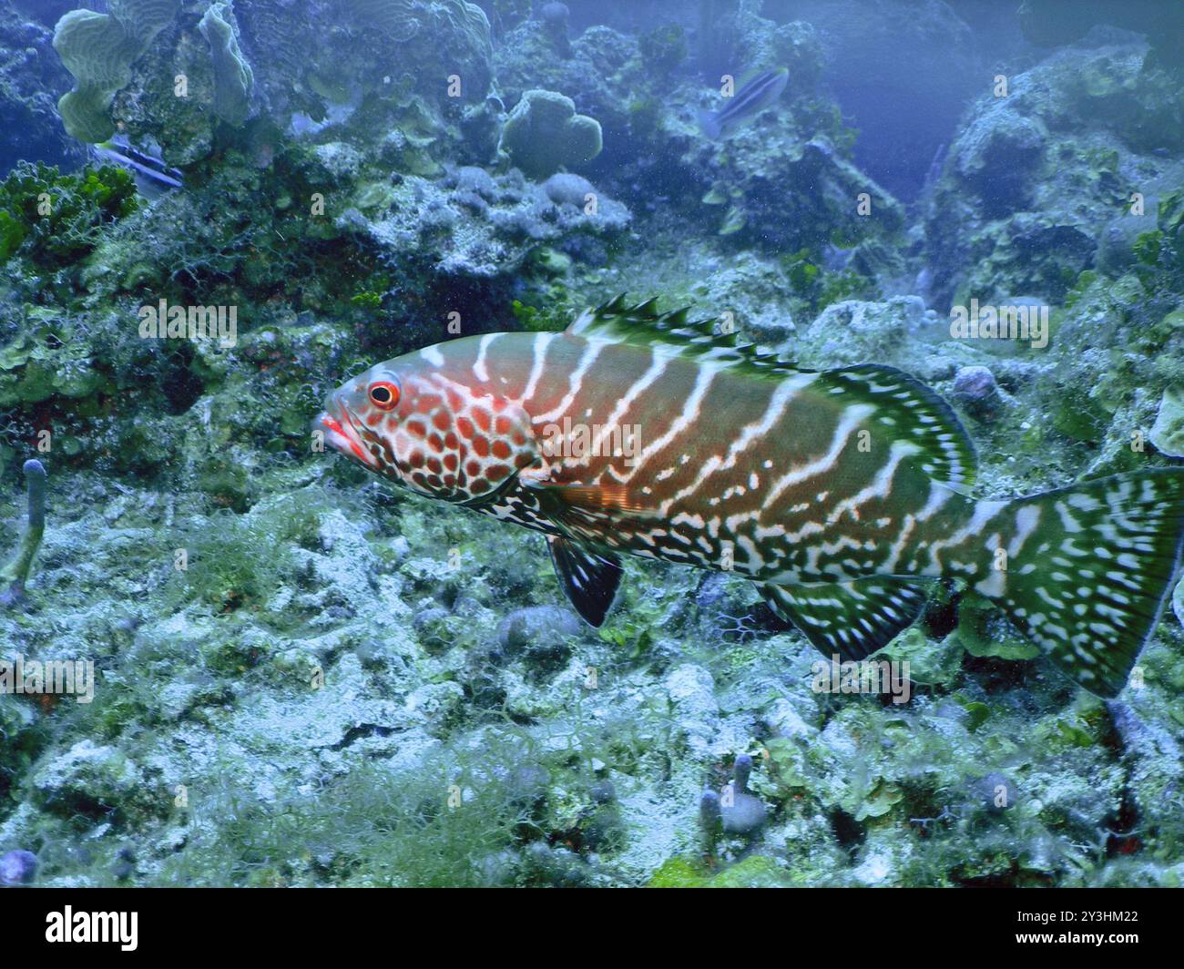 Tiger Grouper (Mycteroperca tigris) Actinopterygii Stock Photo - Alamy