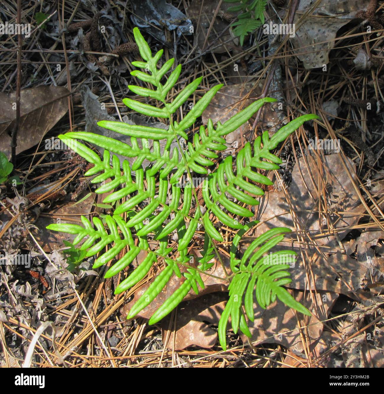 common bracken (Pteridium aquilinum) Plantae Stock Photo - Alamy
