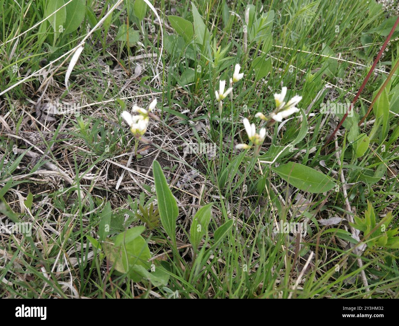 prairie blue-eyed grass (Sisyrinchium campestre) Plantae Stock Photo ...