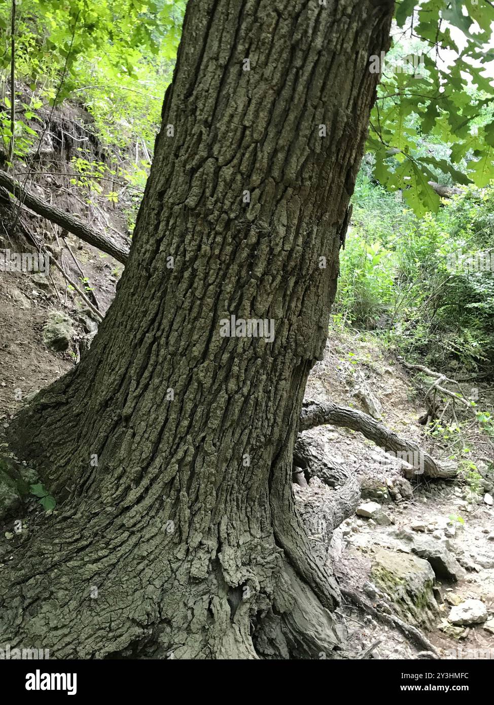 bur oak (Quercus macrocarpa) Plantae Stock Photo - Alamy