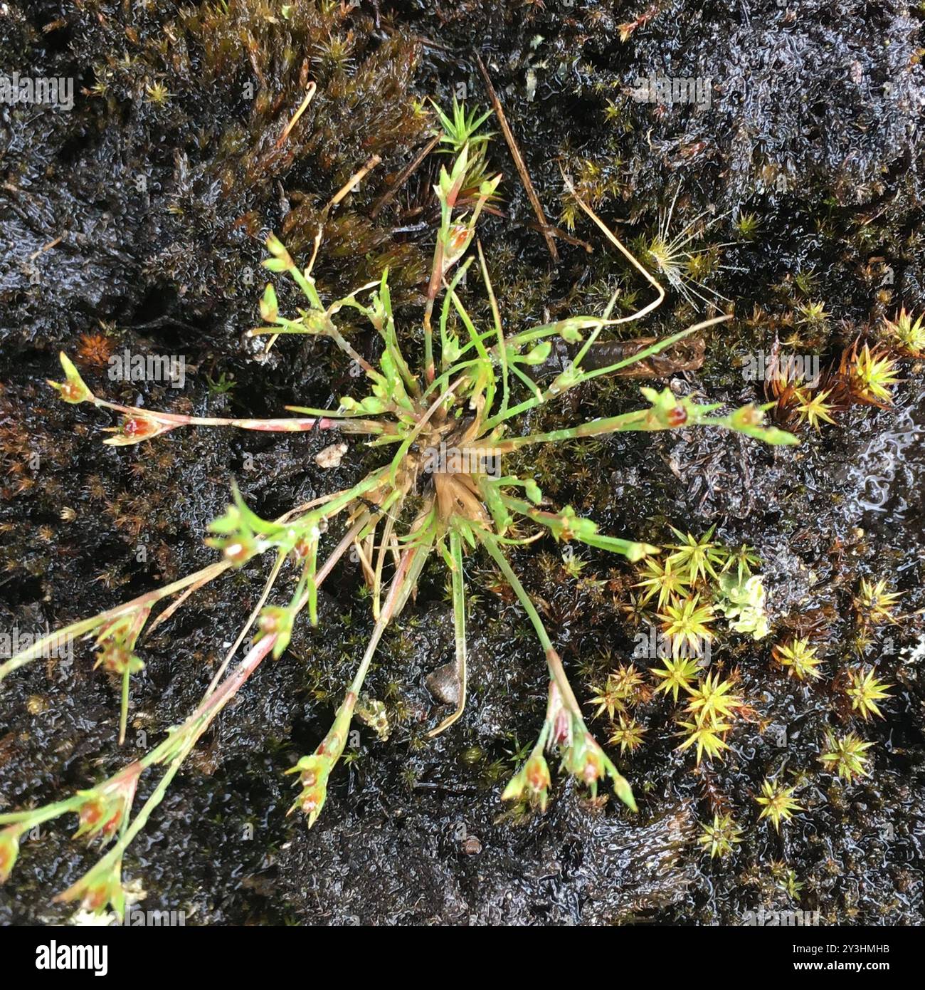 Toad rush (Juncus bufonius) Plantae Stock Photo - Alamy