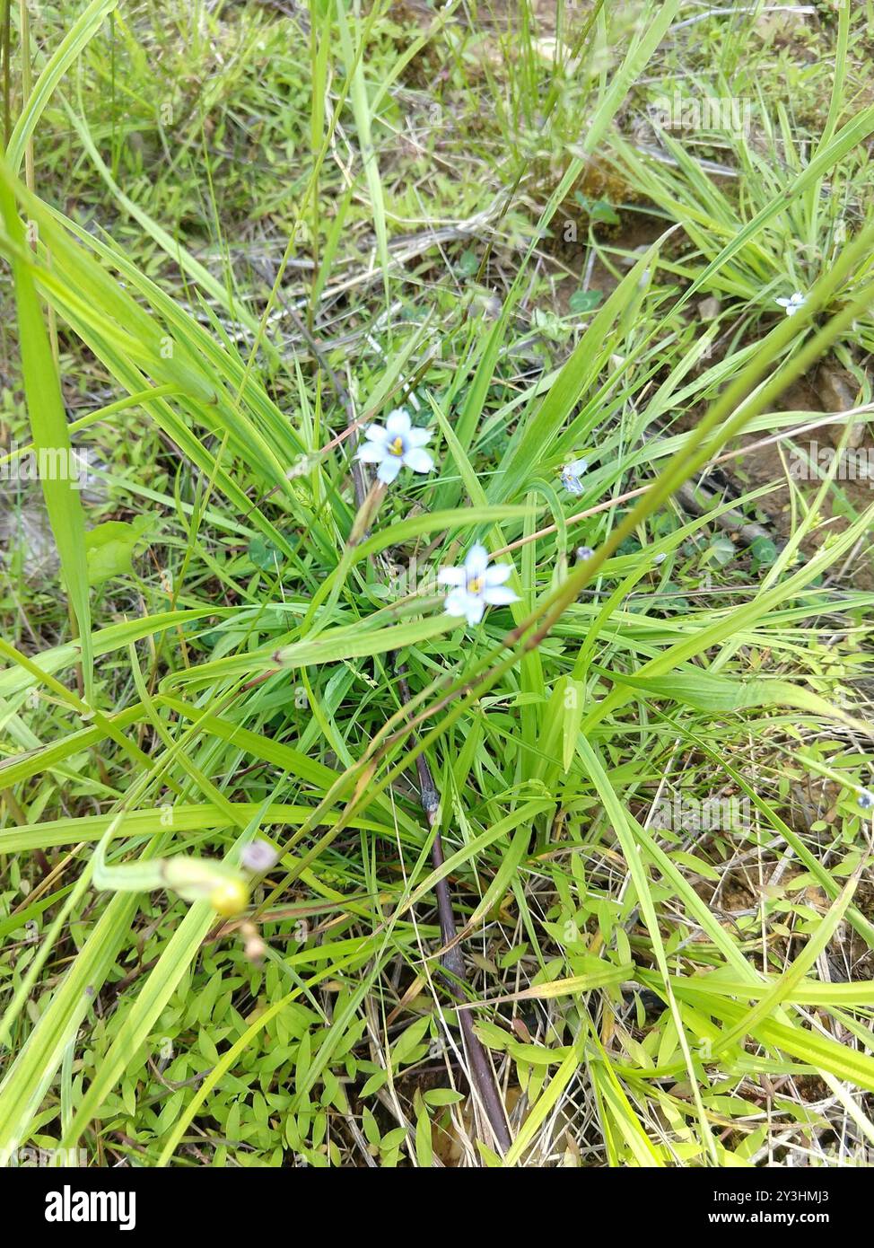 blue-eyed grasses (Sisyrinchium) Plantae Stock Photo - Alamy