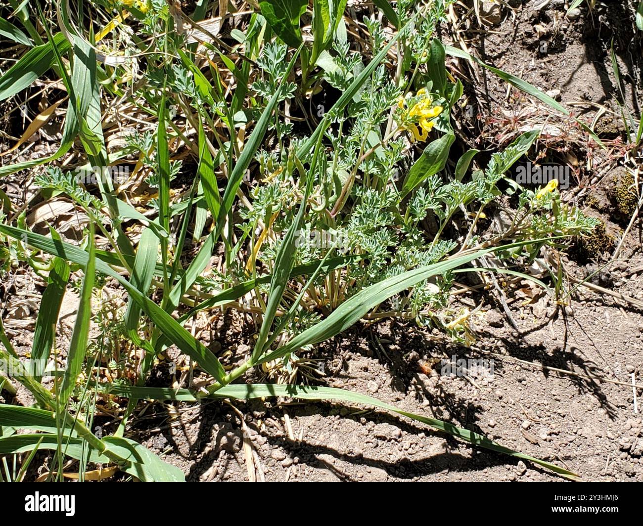 golden corydalis (Corydalis aurea) Plantae Stock Photo - Alamy