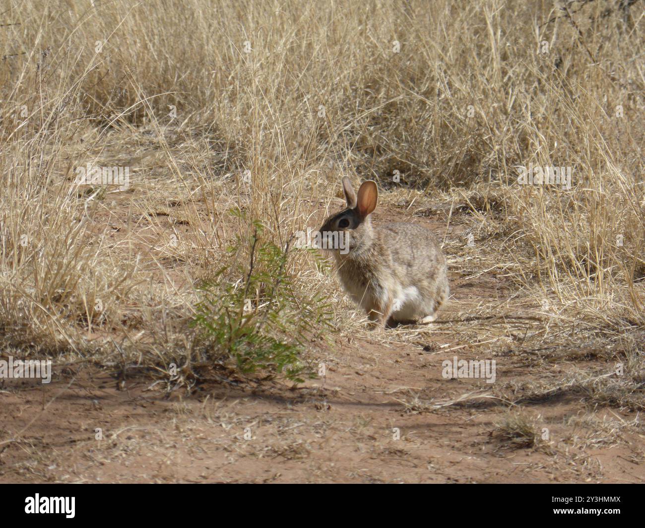 Cottontail Rabbits (Sylvilagus) Mammalia Stock Photo - Alamy