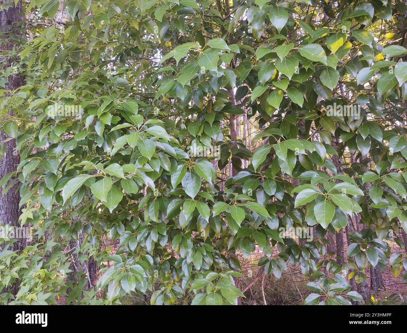 Camphor Tree (Cinnamomum camphora) Plantae Stock Photo - Alamy