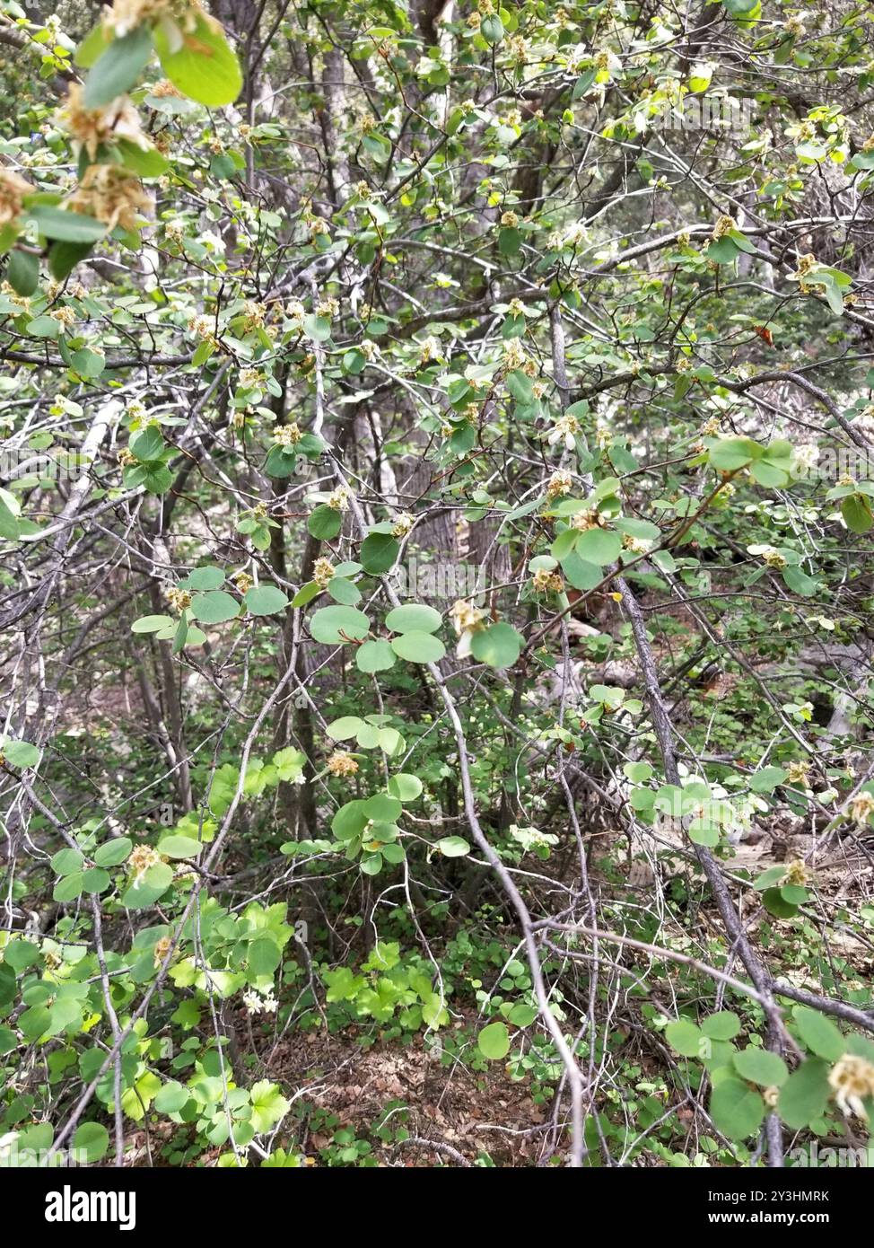 Utah Serviceberry (Amelanchier utahensis) Plantae Stock Photo - Alamy