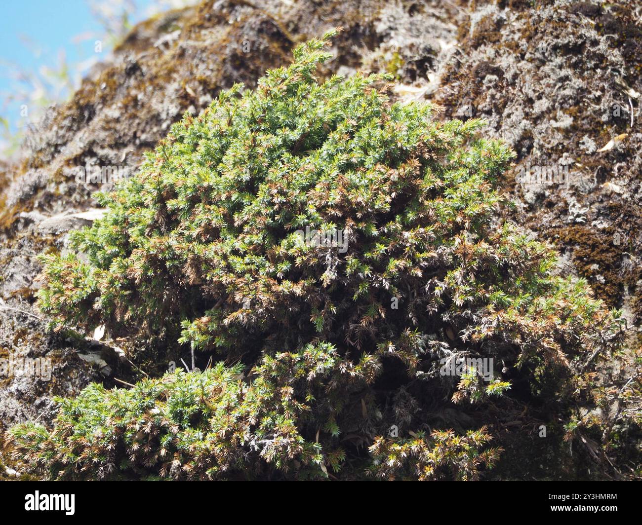 Formosan juniper (Juniperus formosana) Plantae Stock Photo - Alamy