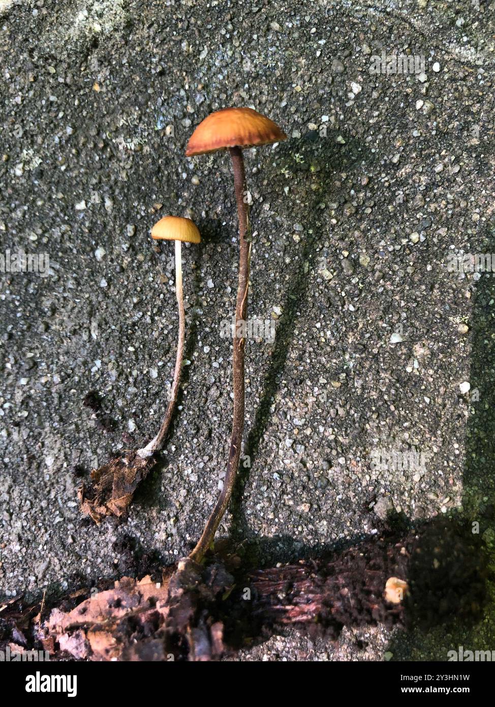 Hairy Long Stem Marasmius (Rhizomarasmius pyrrhocephalus) Fungi Stock ...