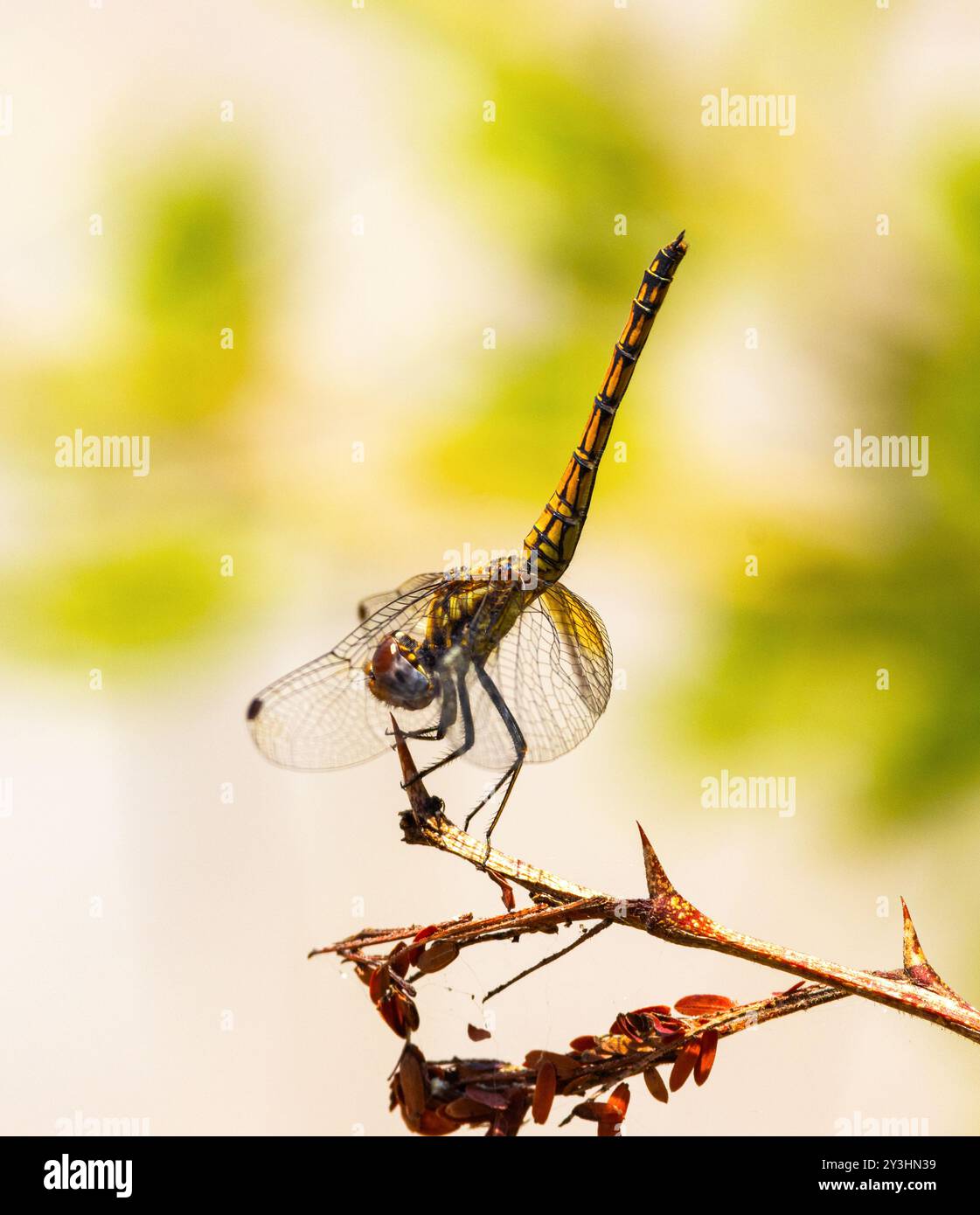 The female of the Dropwing species of dragonfly lack the bright colours ...