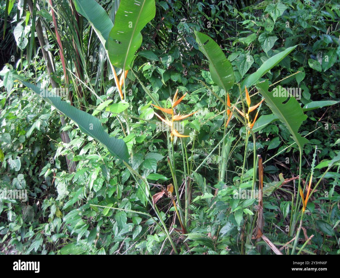 Expanded Lobsterclaw (Heliconia latispatha) Plantae Stock Photo - Alamy