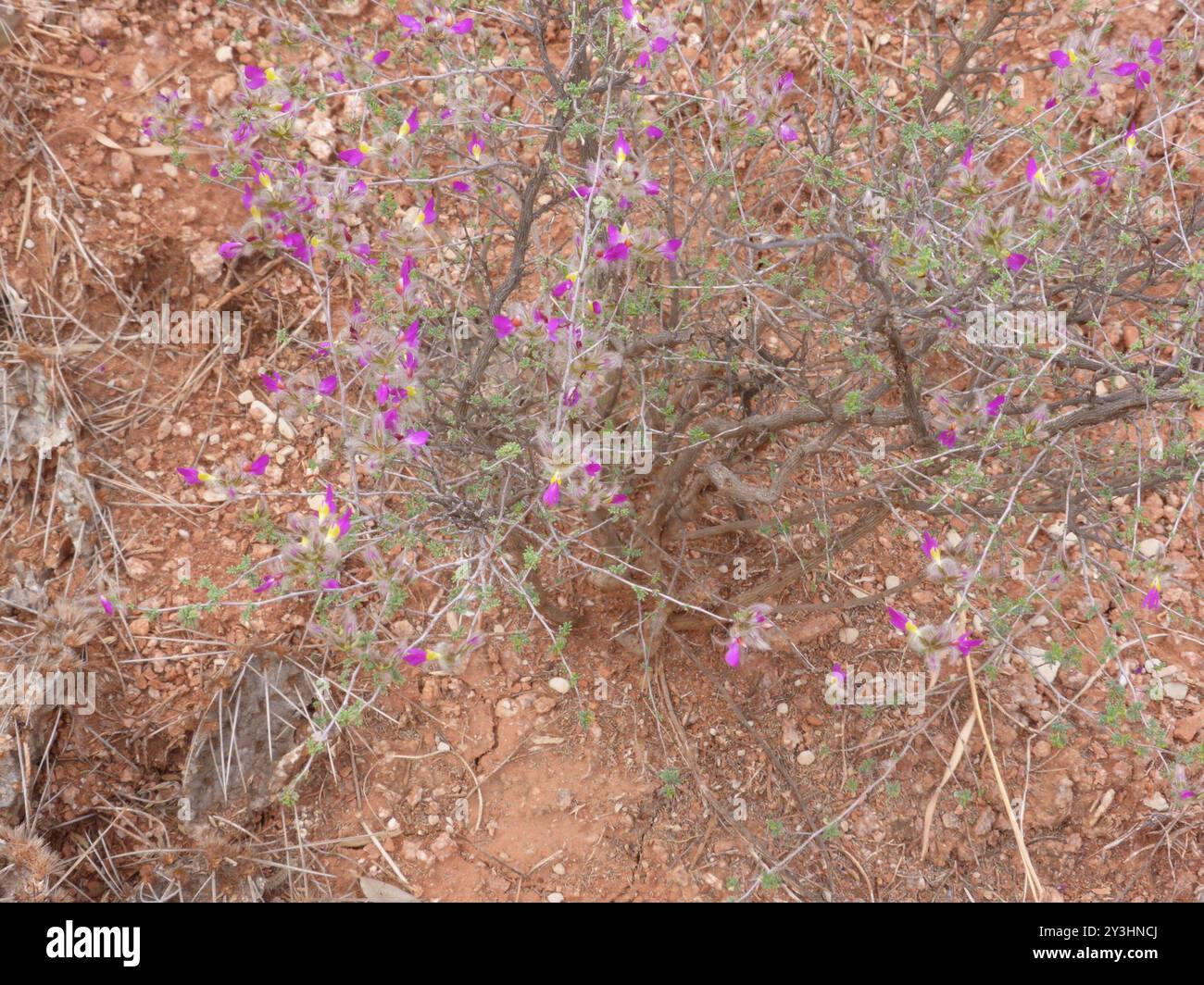 feather dalea (Dalea formosa) Plantae Stock Photo - Alamy