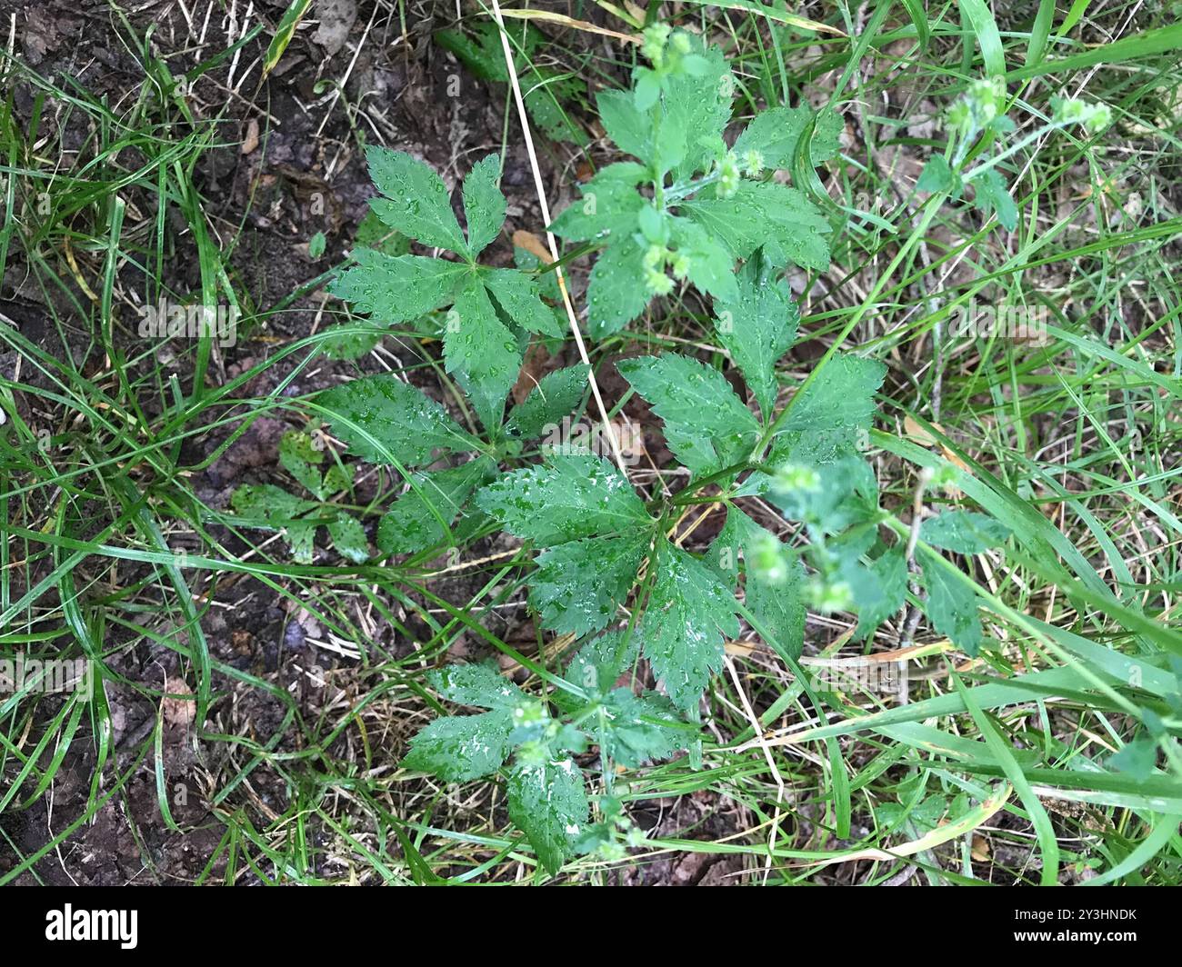 Black Snakeroot (Sanicula canadensis) Plantae Stock Photo - Alamy