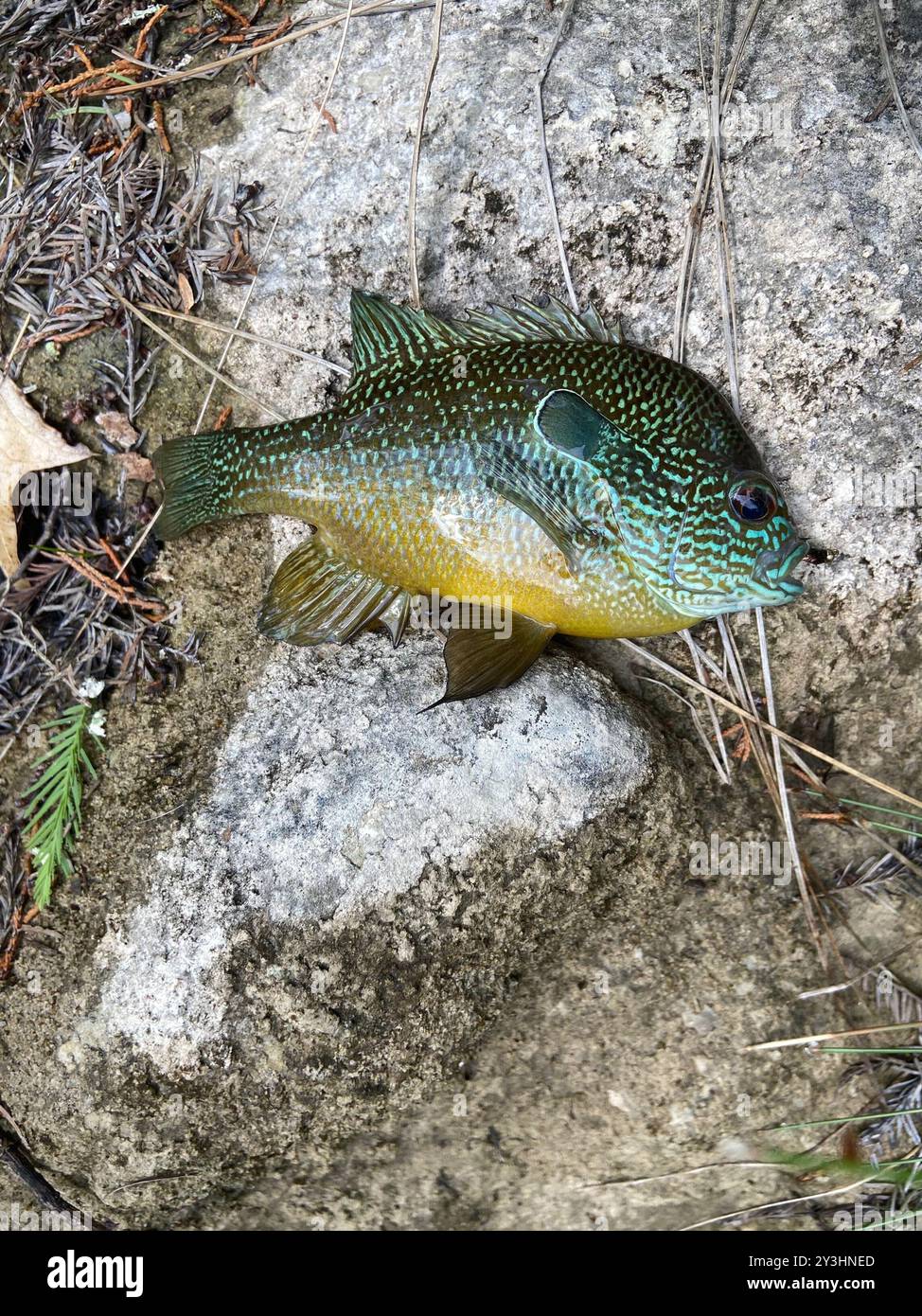 Longear Sunfish Complex (Lepomis megalotis) Actinopterygii Stock Photo ...