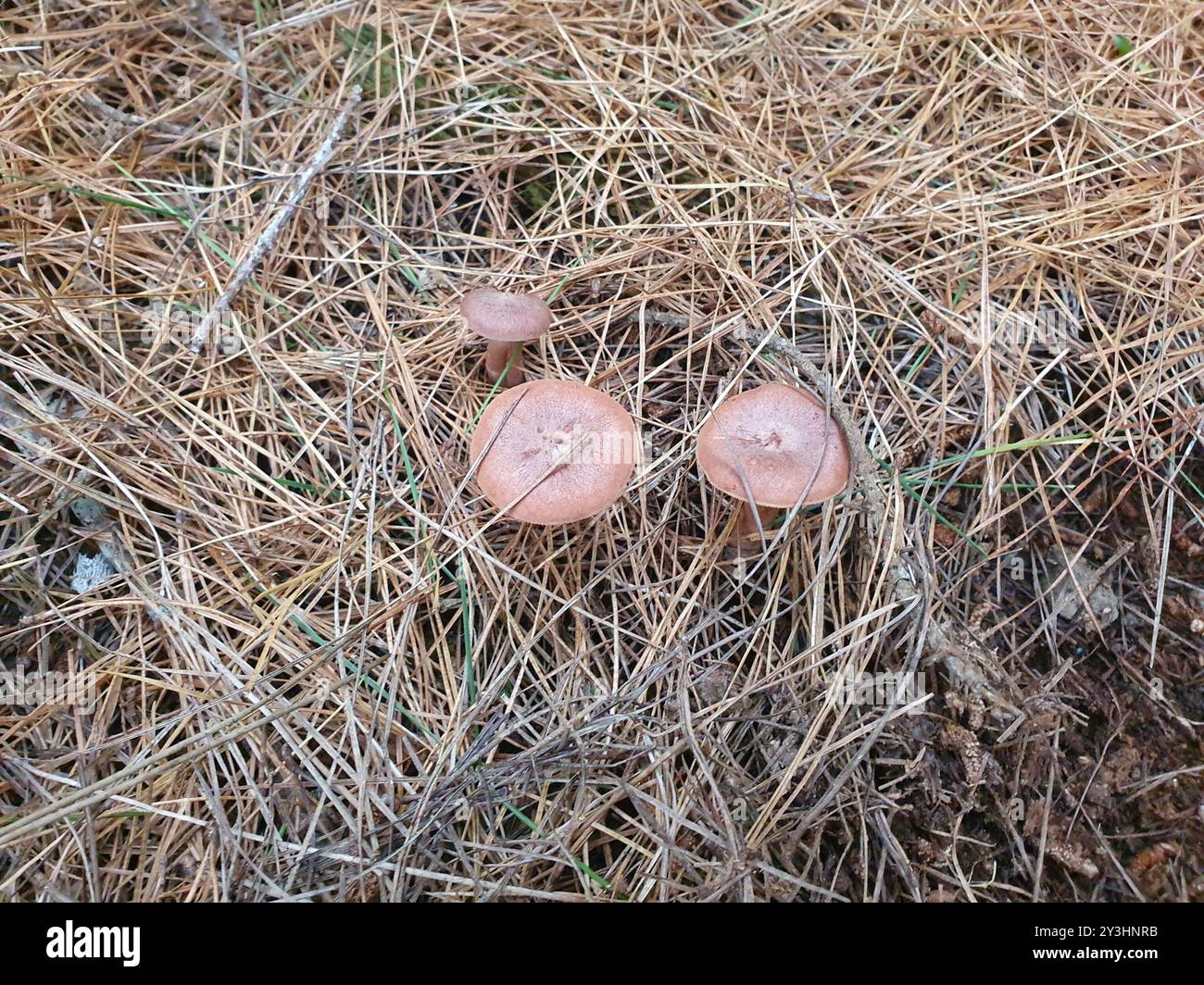 Rufous Milkcap (Lactarius rufus) Fungi Stock Photo - Alamy