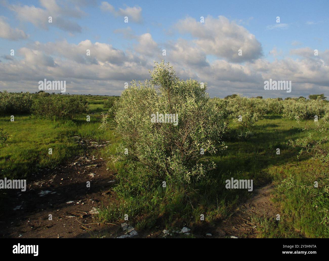 Wild Camphorbush (Tarchonanthus camphoratus) Plantae Stock Photo - Alamy