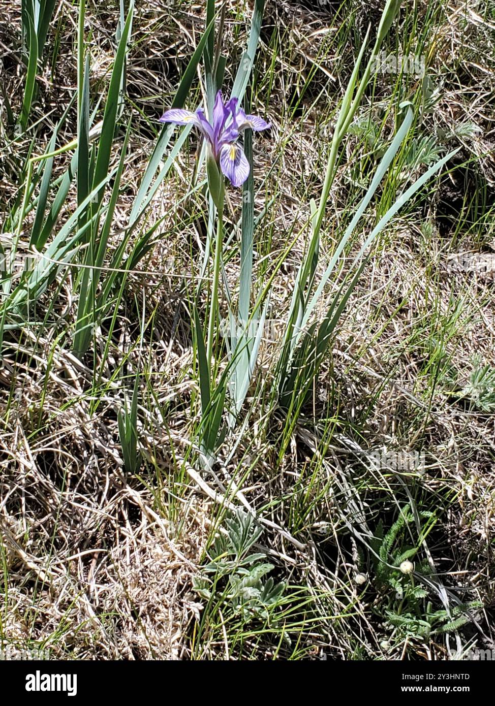 western blue flag (Iris missouriensis) Plantae Stock Photo - Alamy