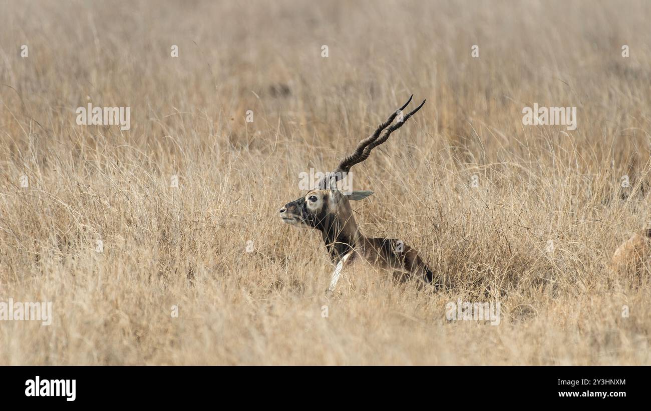 handsome blackbuck resting inside grassland.Blackbucks are antelopes ...