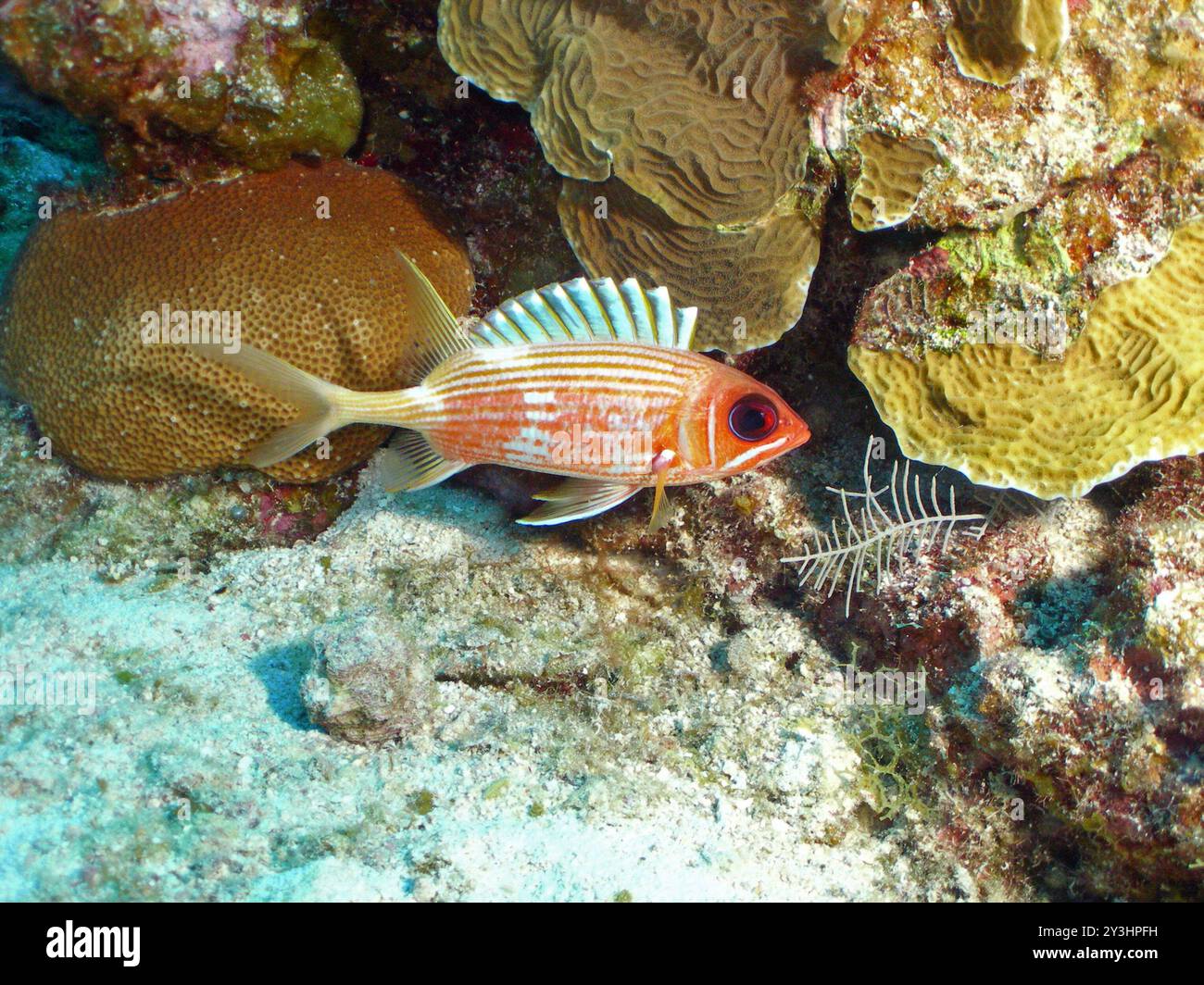 Longspine Squirrelfish (Holocentrus rufus) Actinopterygii Stock Photo ...