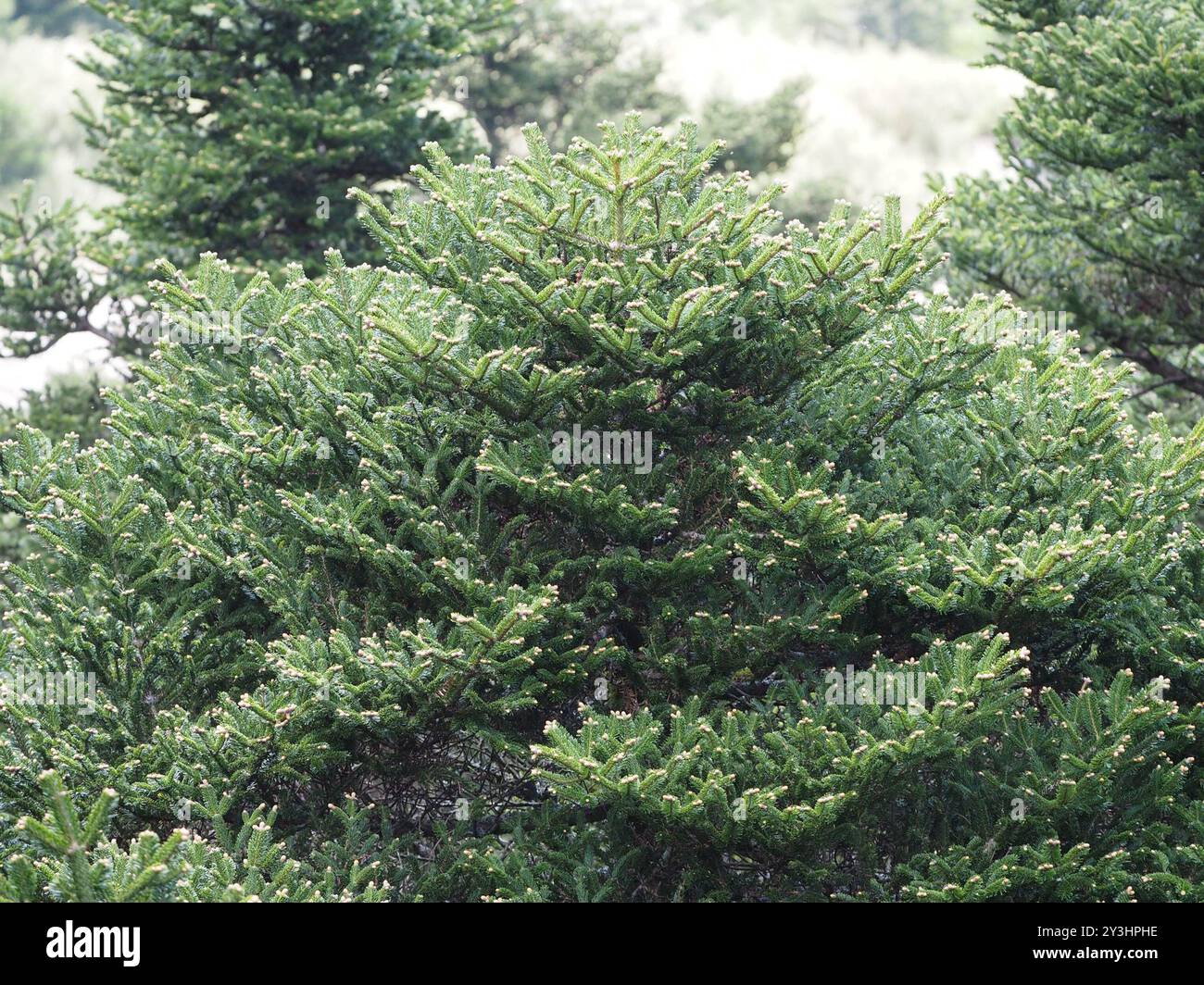 Taiwan fir (Abies kawakamii) Plantae Stock Photo - Alamy