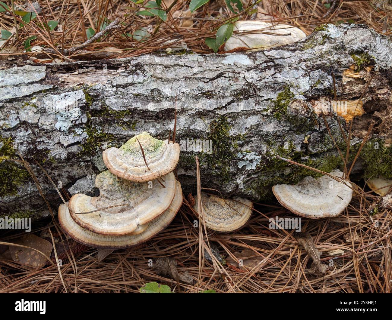 Lumpy Bracket (Trametes gibbosa) Fungi Stock Photo - Alamy