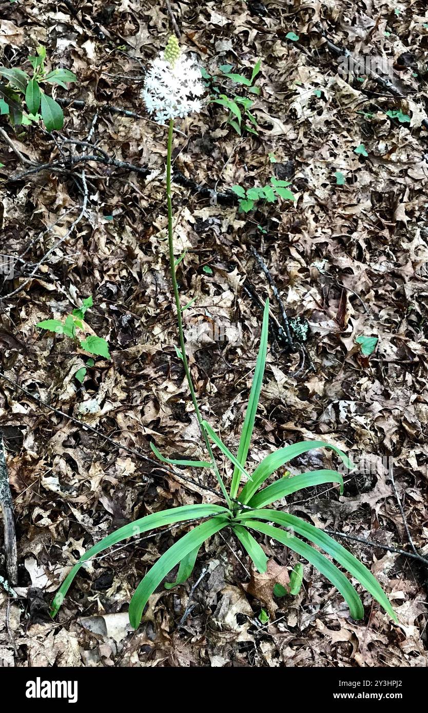 fly poison (Amianthium muscitoxicum) Plantae Stock Photo - Alamy