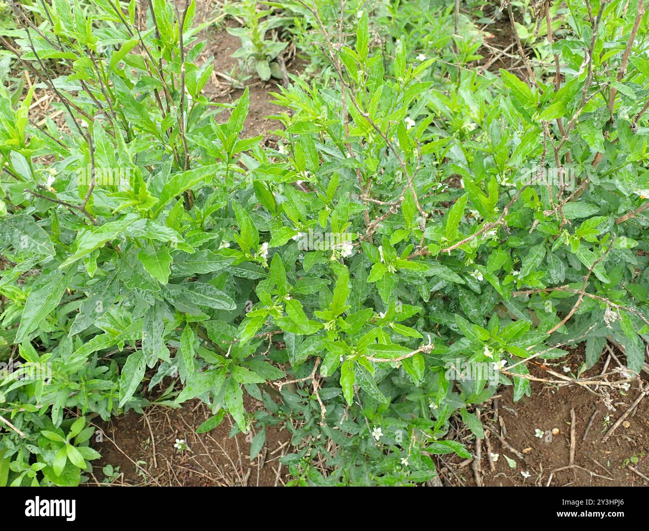 Jerusalem cherry (Solanum pseudocapsicum) Plantae Stock Photo - Alamy