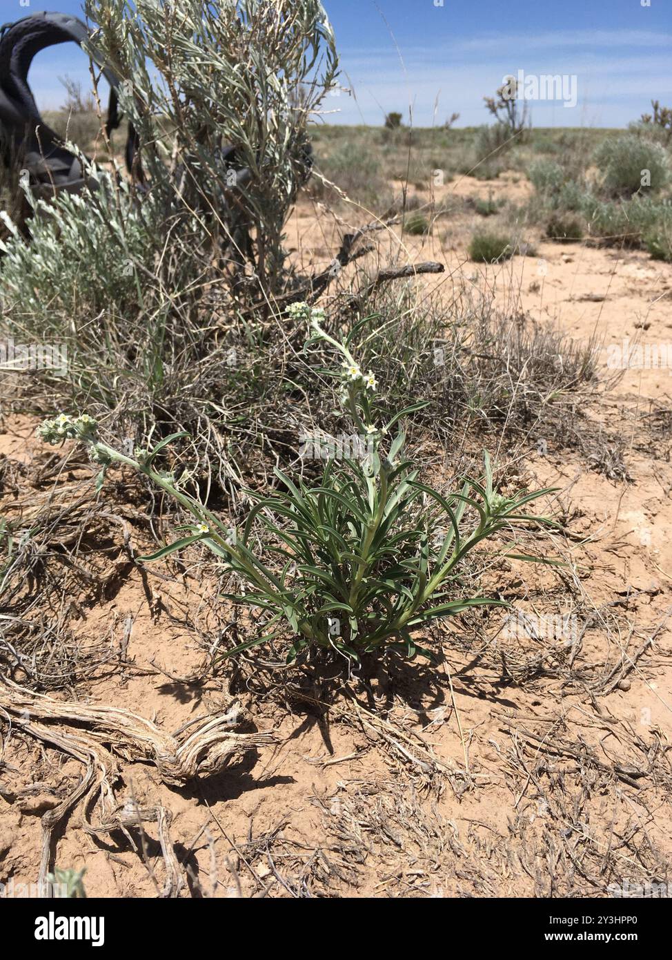James' Cryptantha (Oreocarya suffruticosa setosa) Plantae Stock Photo ...