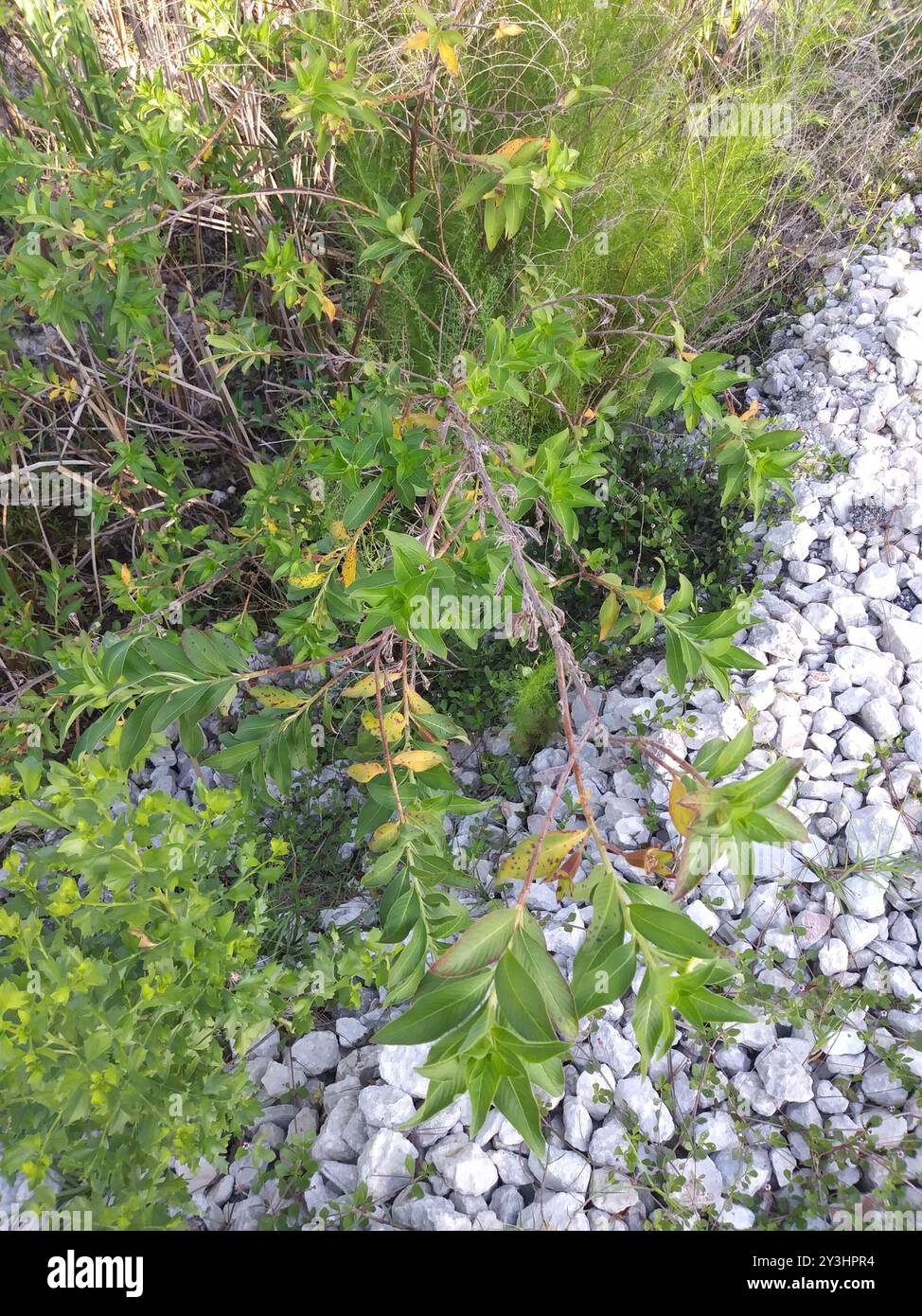 Peruvian primrose-willow (Ludwigia peruviana) Plantae Stock Photo - Alamy