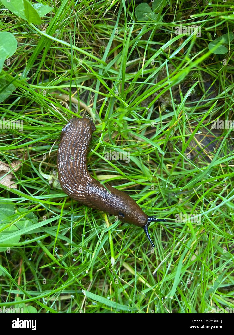Arion Slugs (Arion) Mollusca Stock Photo - Alamy