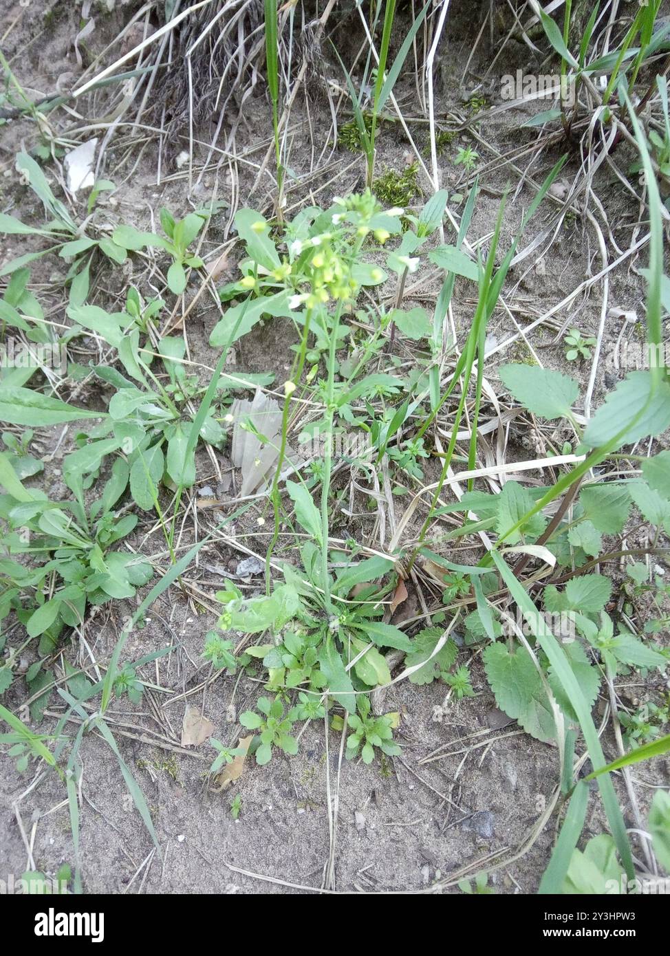 Wood whitlow grass hi-res stock photography and images - Alamy