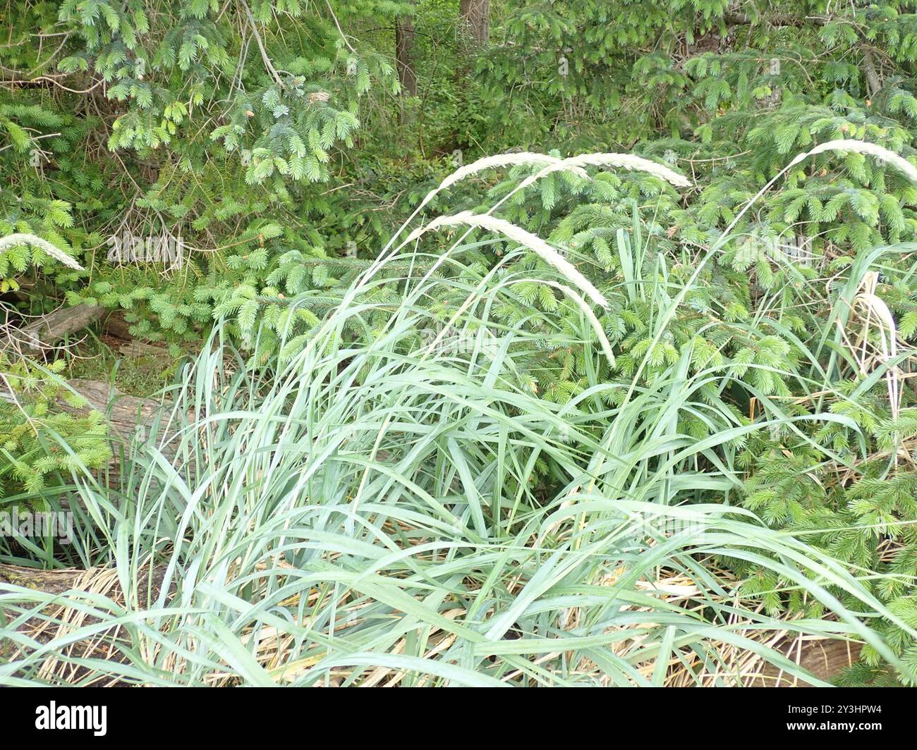 American dune grass (Leymus mollis) Plantae Stock Photo - Alamy