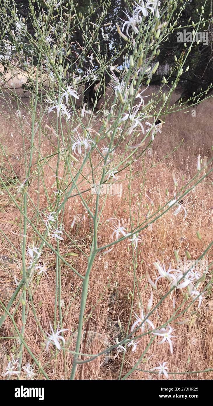wavy-leafed soap plant (Chlorogalum pomeridianum) Plantae Stock Photo ...
