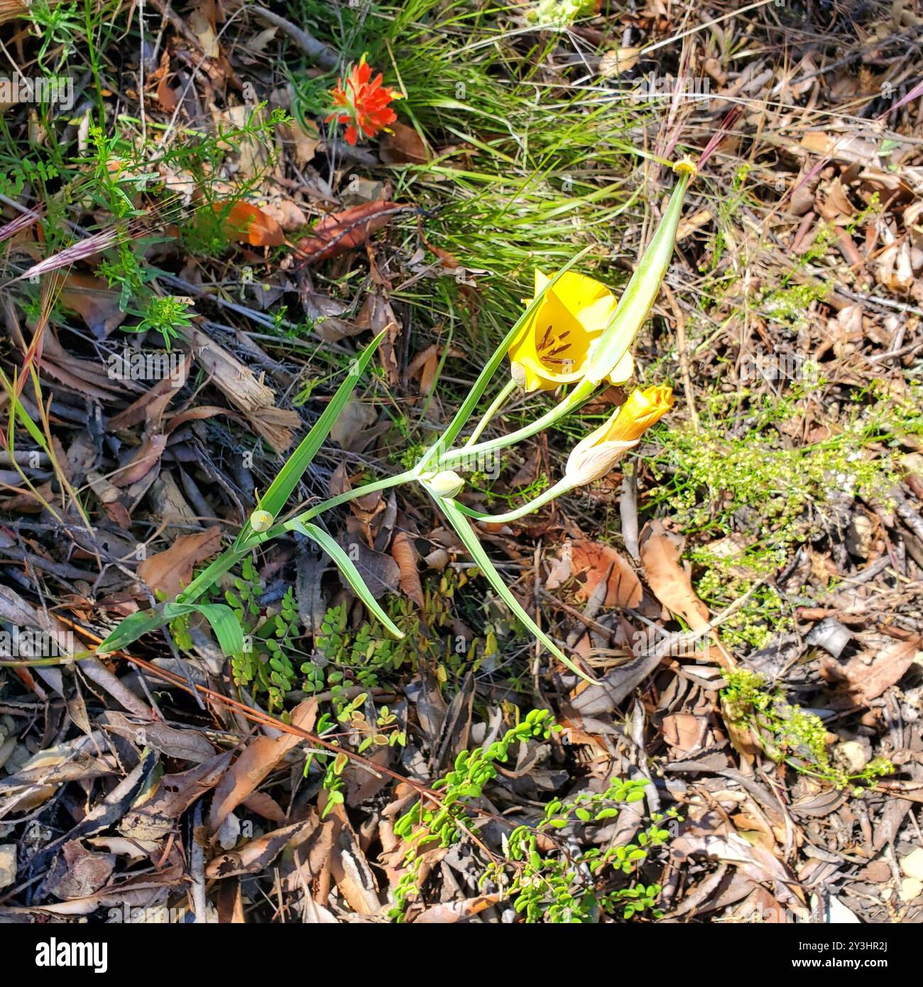 Clubhair Mariposa Lily (Calochortus clavatus) Plantae Stock Photo - Alamy