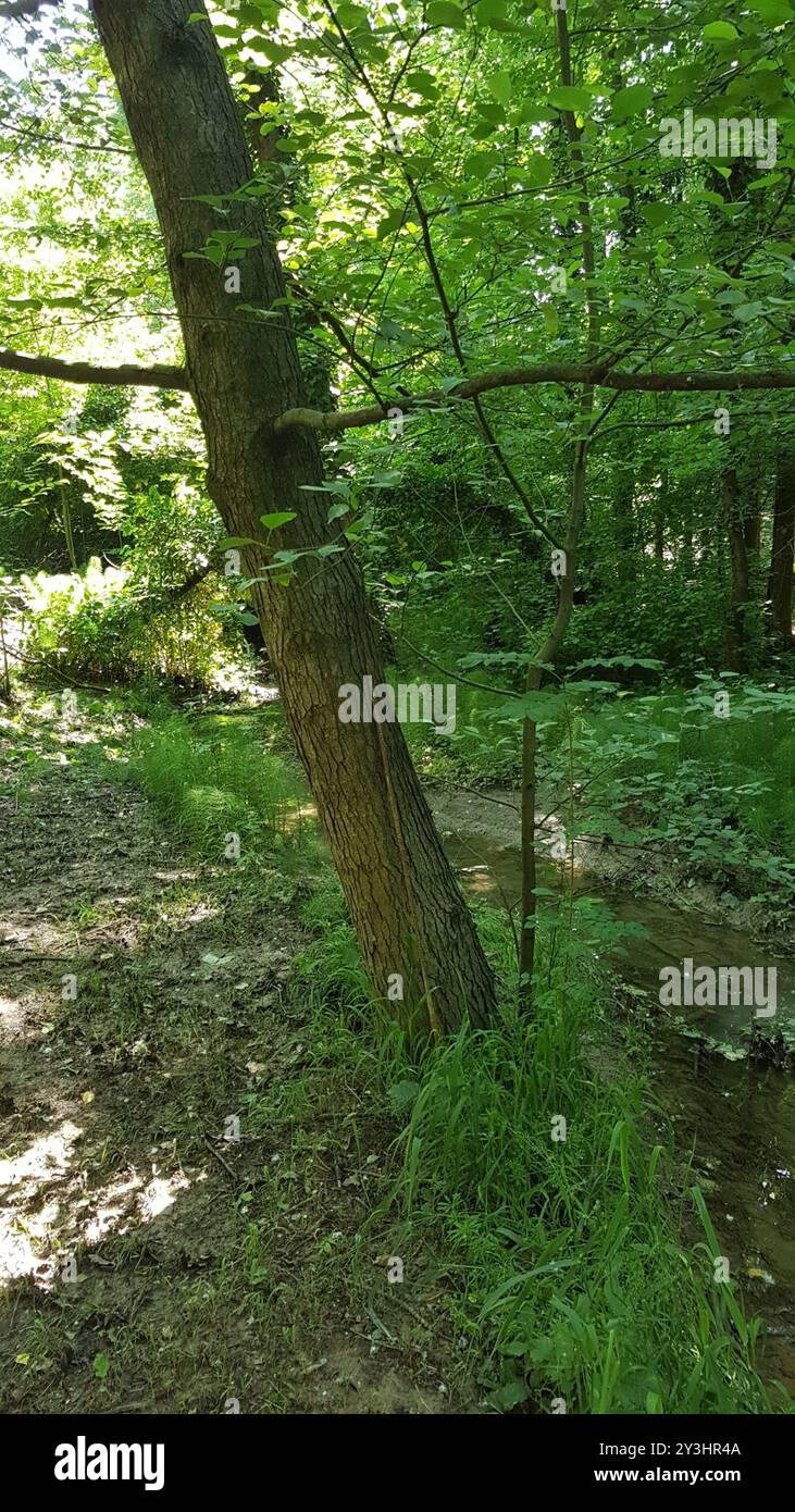 common alder (Alnus glutinosa) Plantae Stock Photo - Alamy