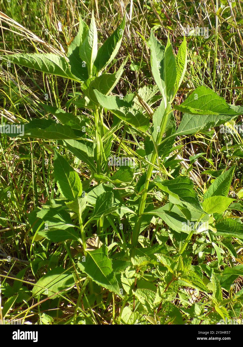 Yellow Crownbeard (Verbesina occidentalis) Plantae Stock Photo - Alamy