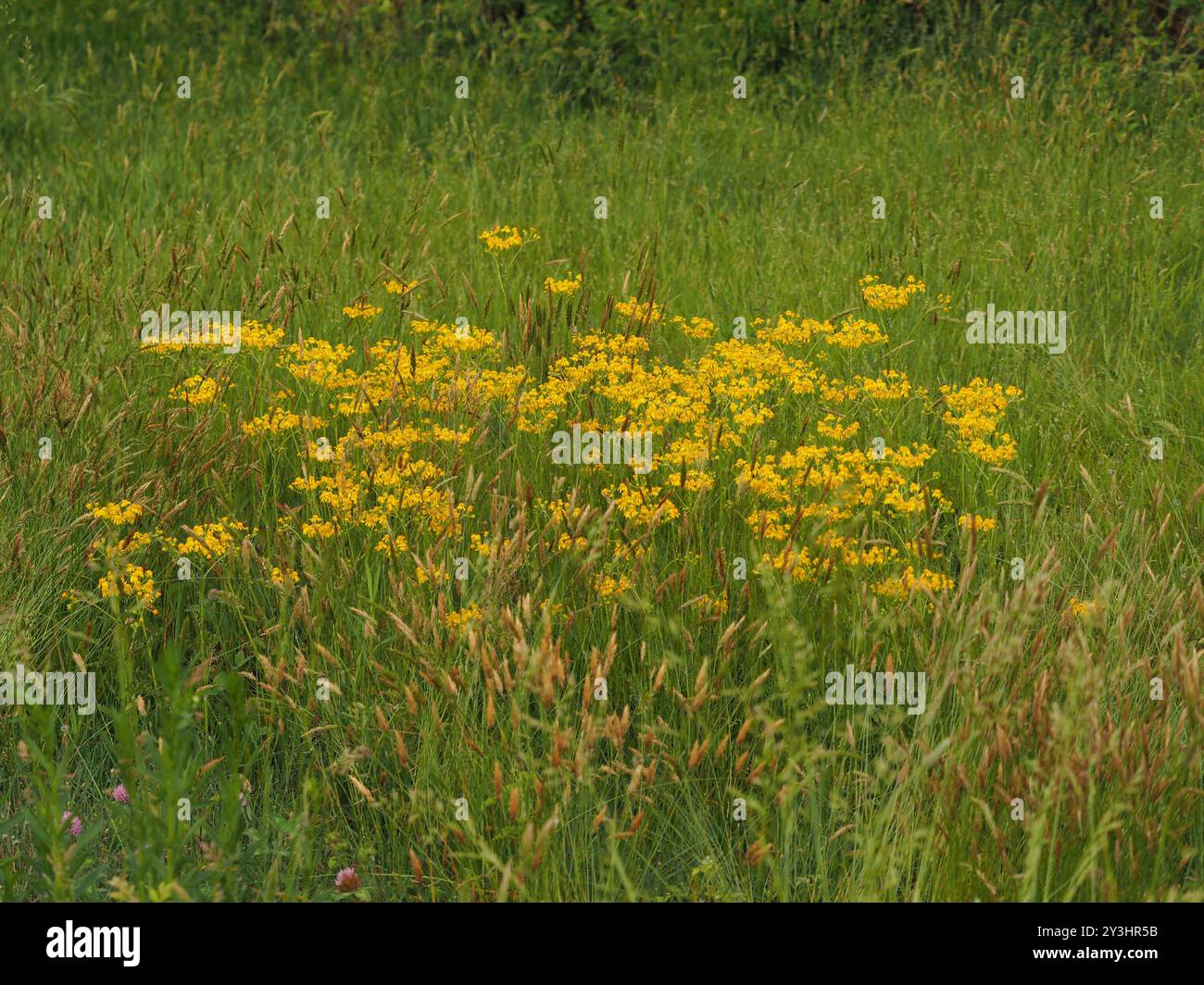 balsam ragwort (Packera paupercula) Plantae Stock Photo - Alamy