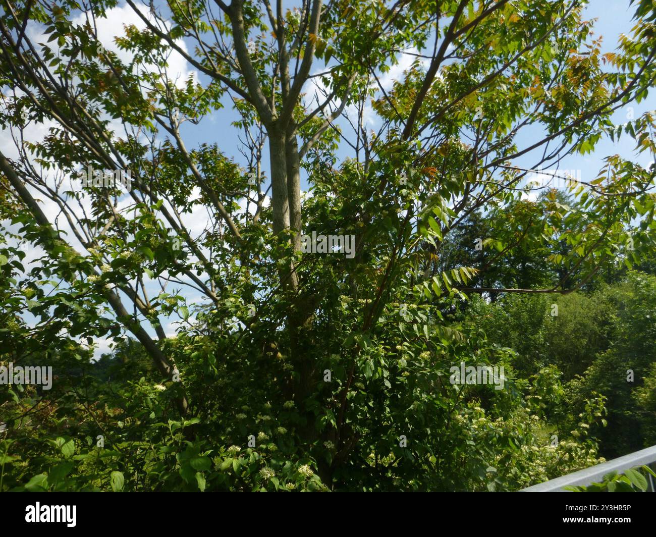 tree-of-heaven (Ailanthus altissima) Plantae Stock Photo - Alamy