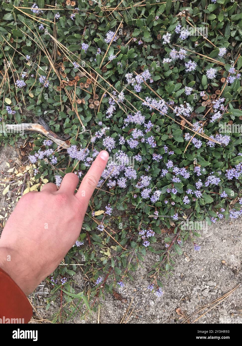 Mahala mat (Ceanothus prostratus) Plantae Stock Photo - Alamy