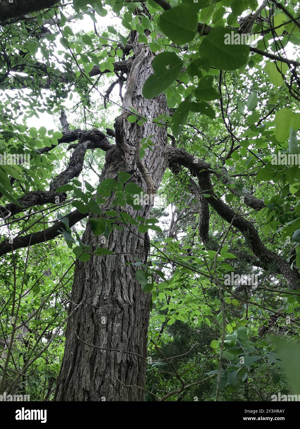 Cedar Elm (Ulmus crassifolia) Plantae Stock Photo - Alamy