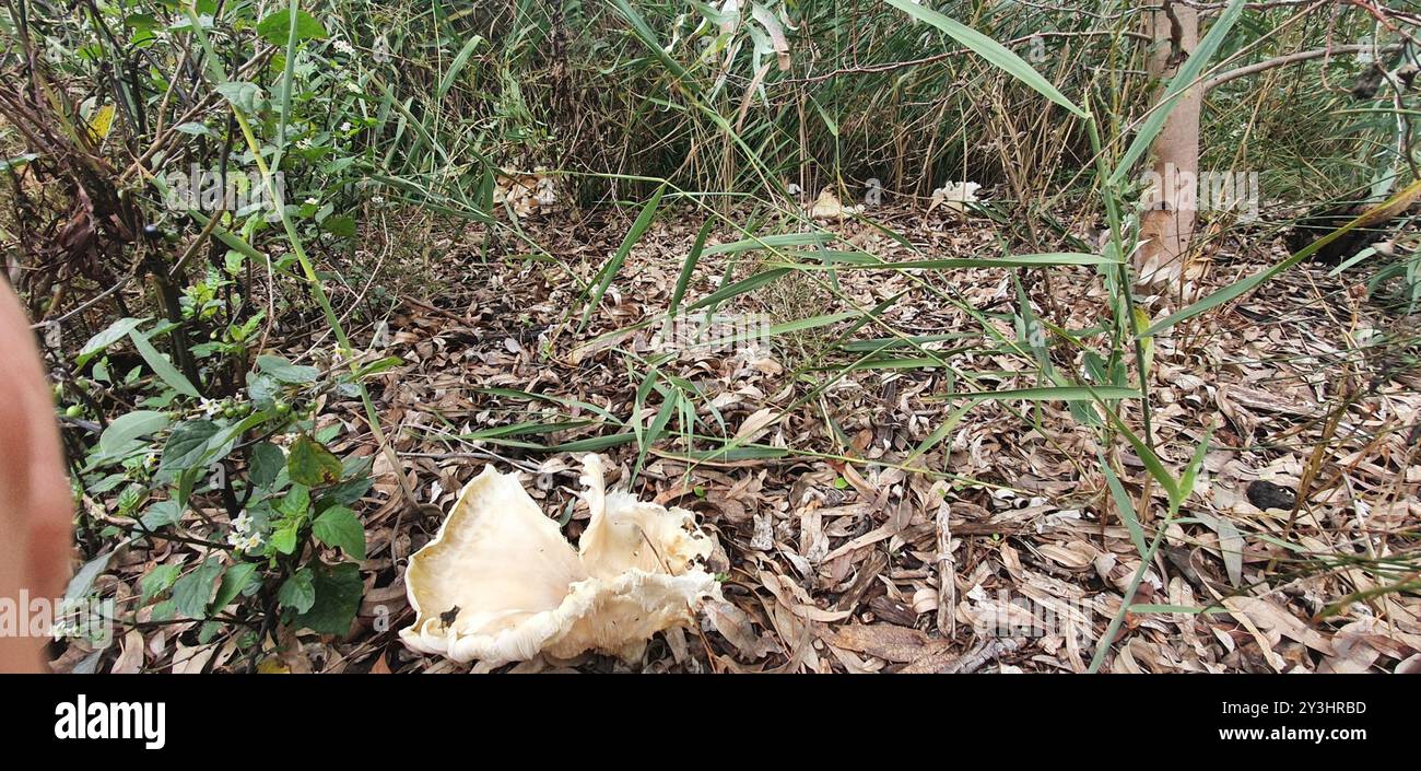 ghost fungus (Omphalotus nidiformis) Fungi Stock Photo - Alamy