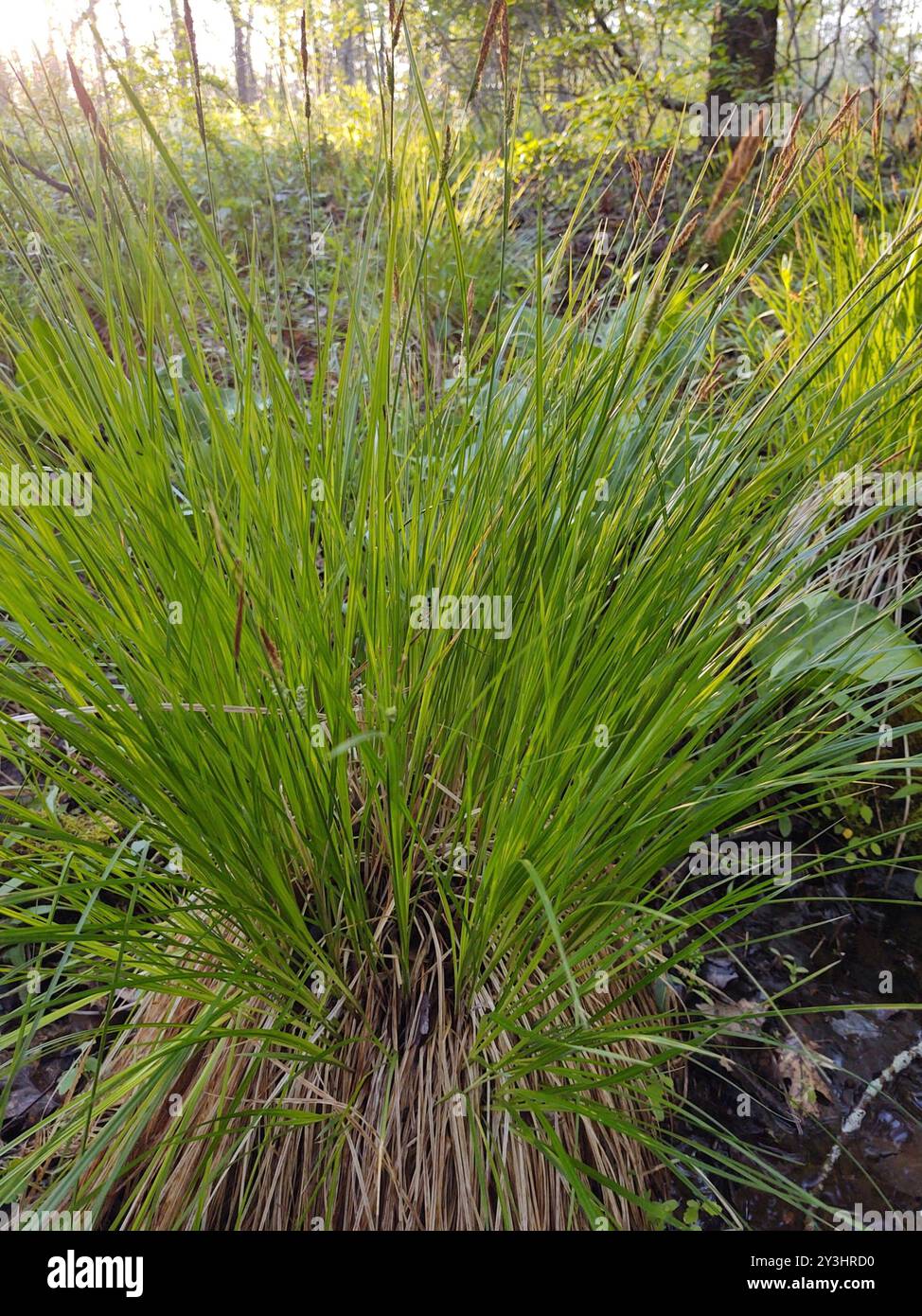tussock sedge (Carex stricta) Plantae Stock Photo - Alamy